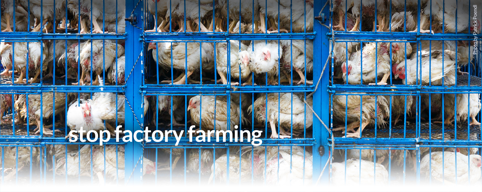 Stop Factory Farming - Watershed Media