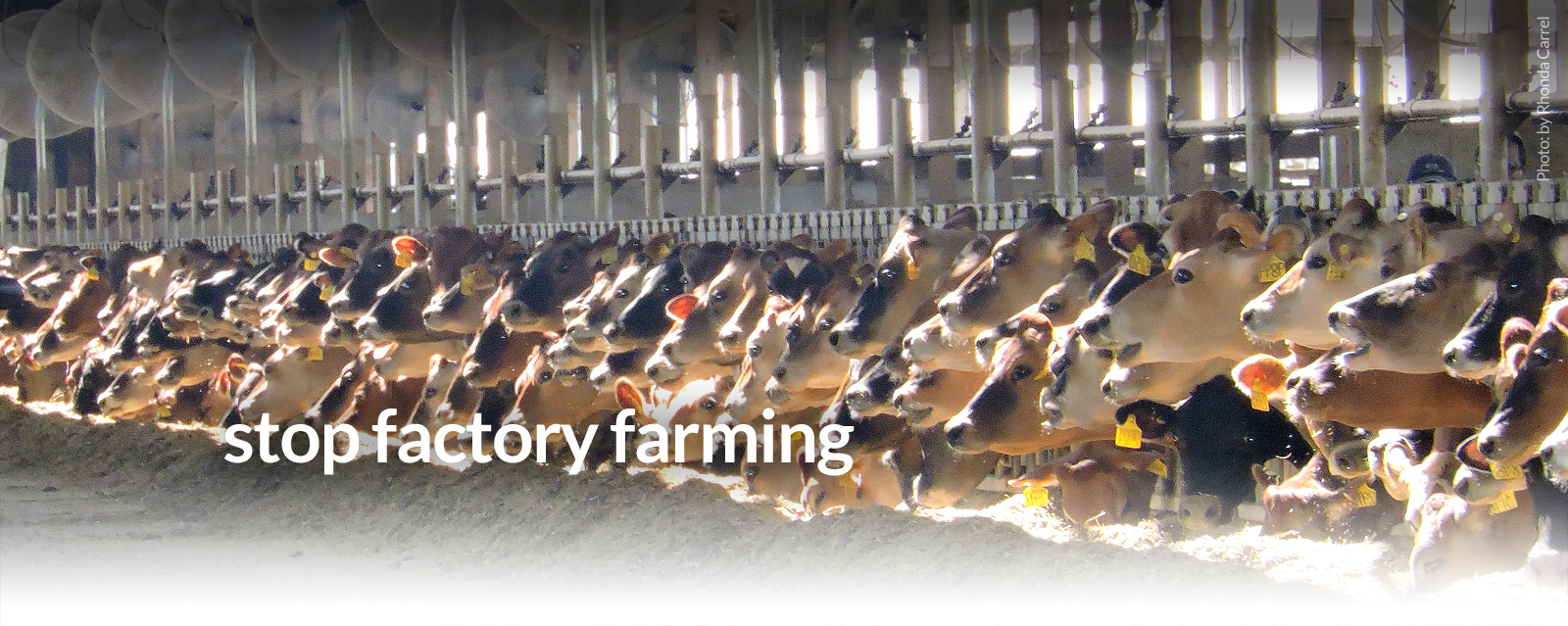 Stop Factory Farming - Watershed Media