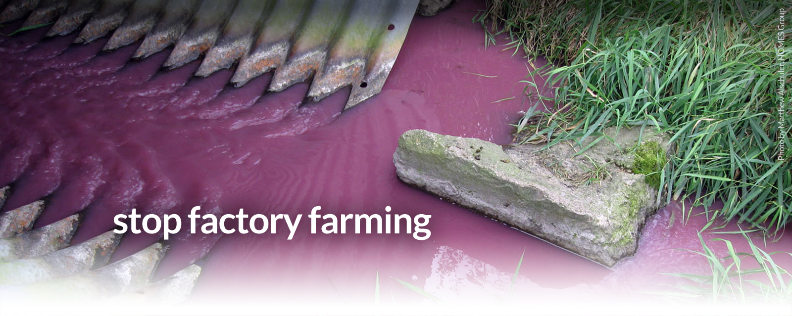 Stop Factory Farming - Watershed Media