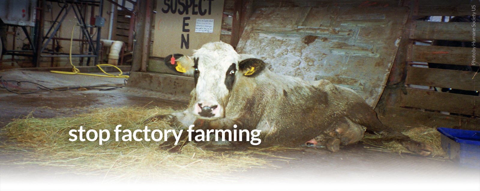 Stop Factory Farming - Watershed Media