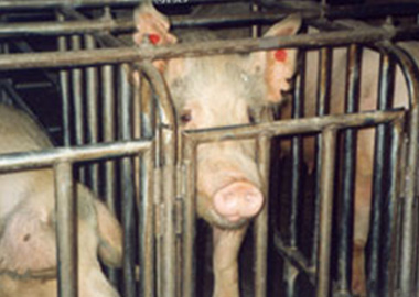 Stop Factory Farming - Watershed Media